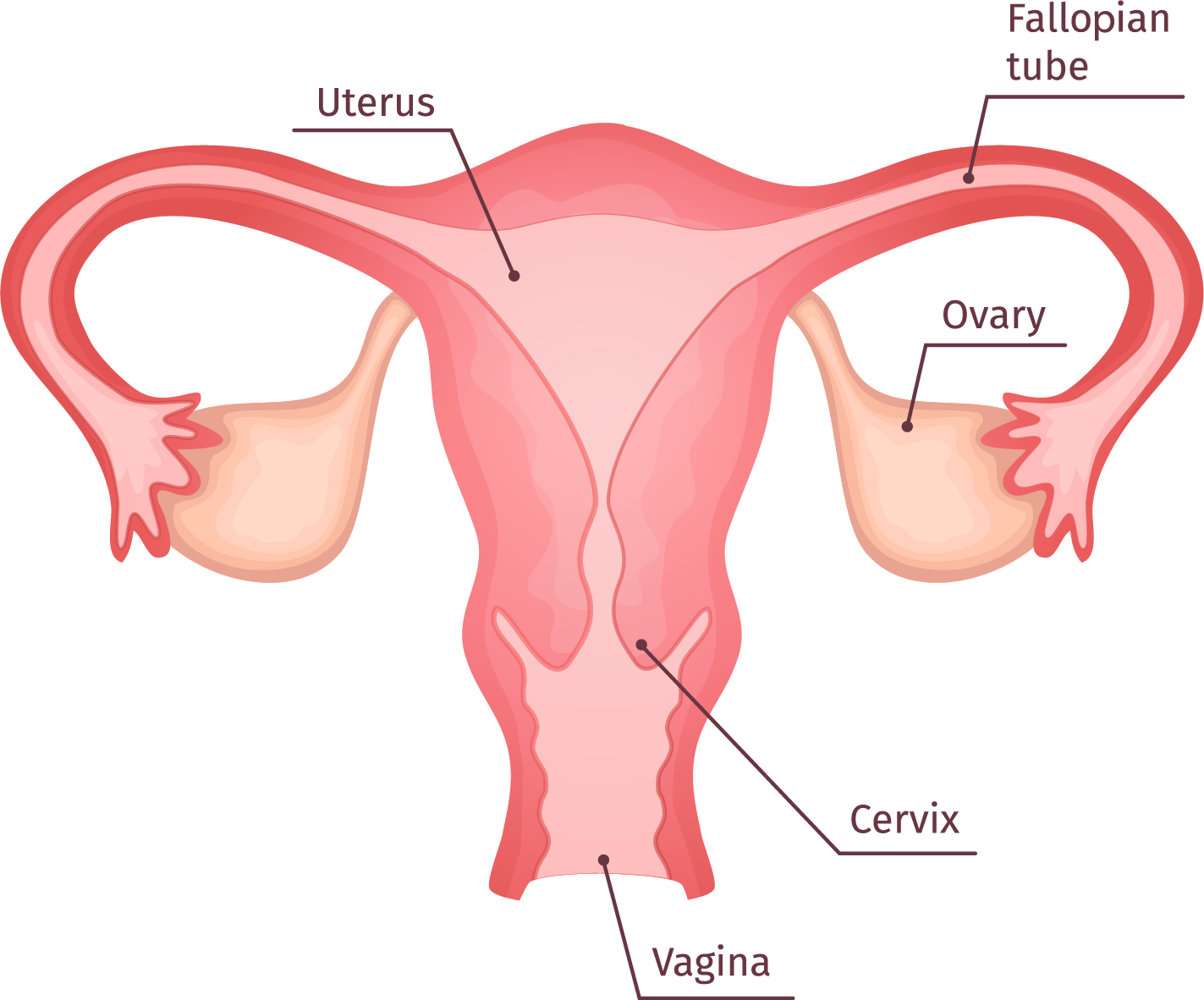 Cervical Screening Programme Cervical Cancer Cervical Screening Programme Cervical Cancer